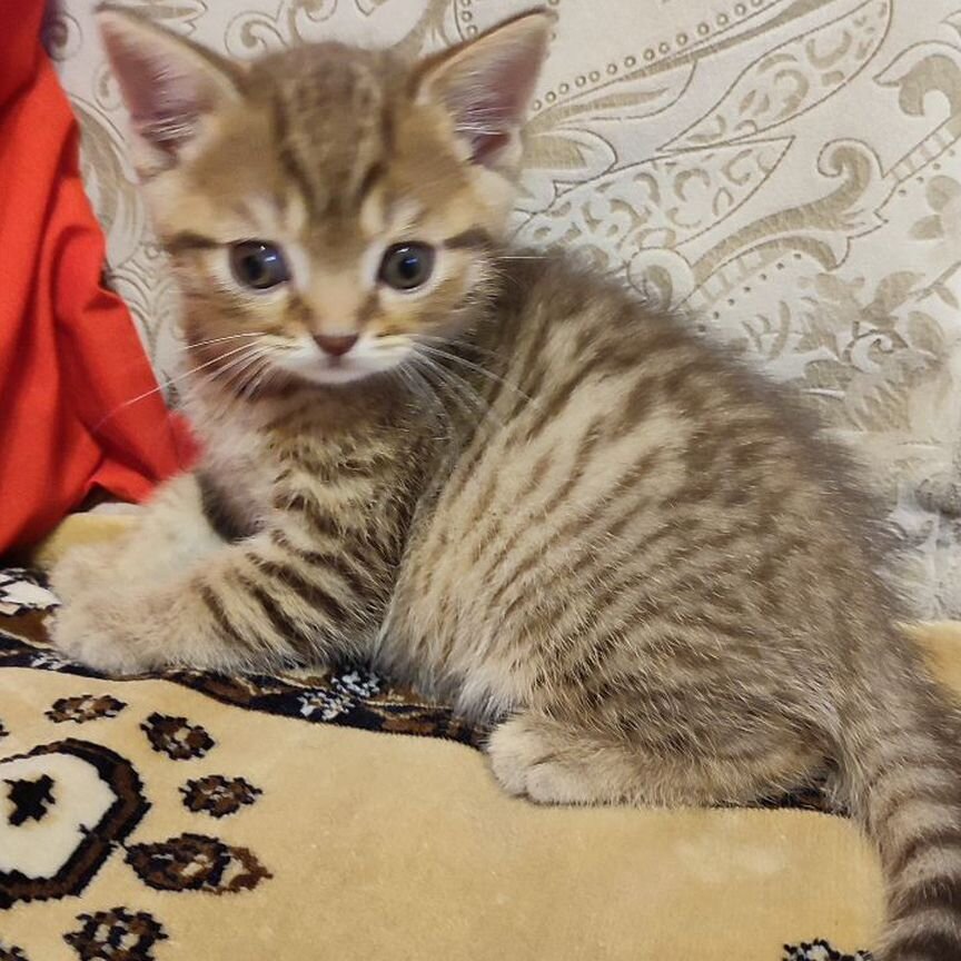 Шотландский вислоухий короткошёрстный котёнок