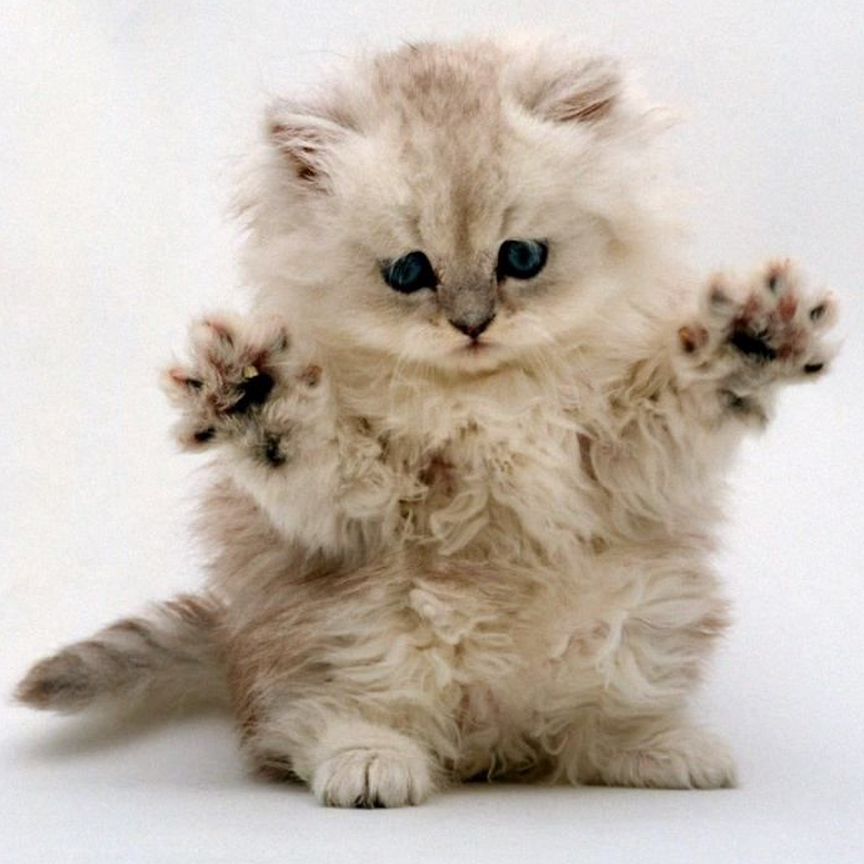 Британские котята голубоглазые пушистые