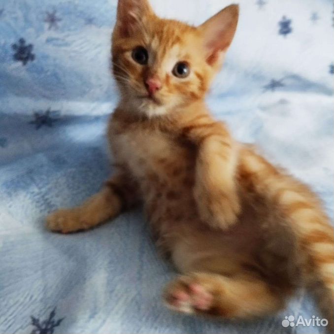 Котенок Лис