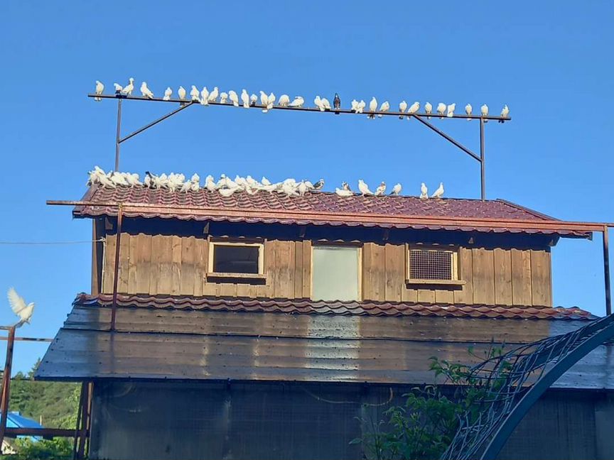 Голуби