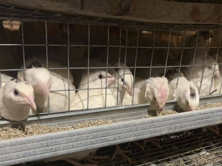 Перепел техасский