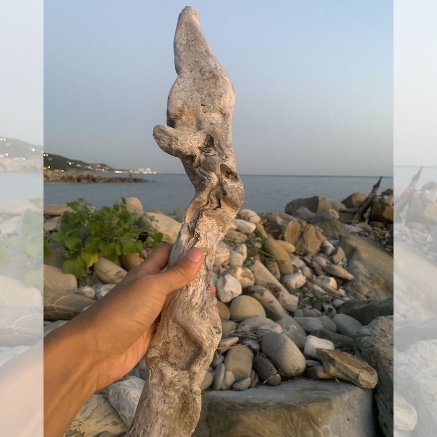 Дрифтвуд с черноморского побережья