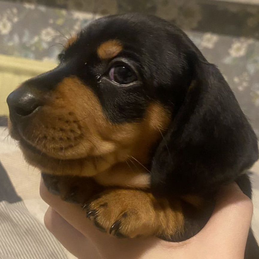 Такса, щенок