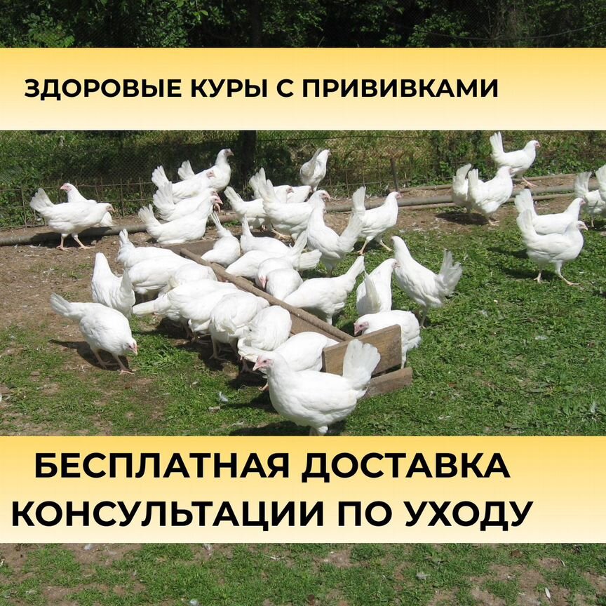 Курочки яйценосные