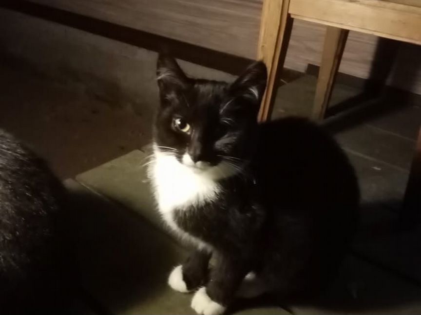 Кошка