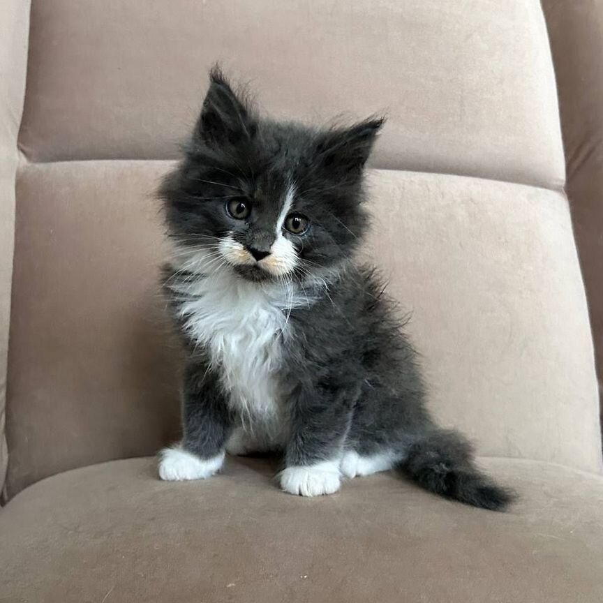 Котята мейн-кун