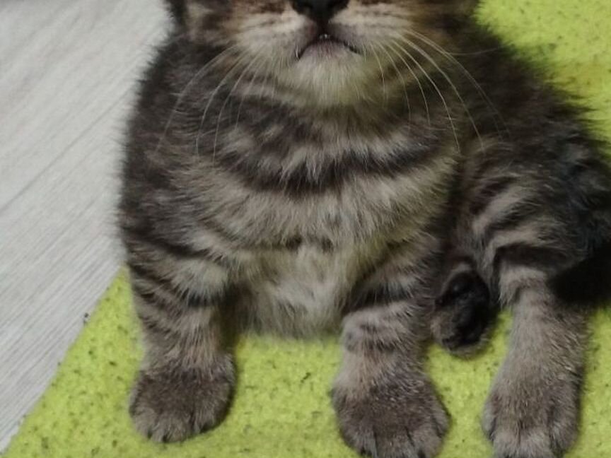 Шотландский котенок