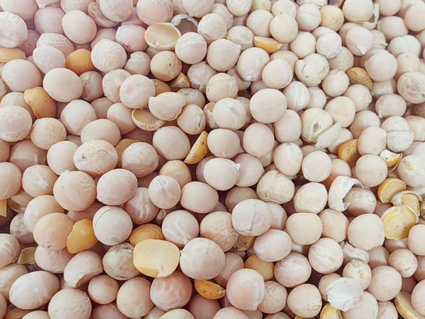 Горох кормовой