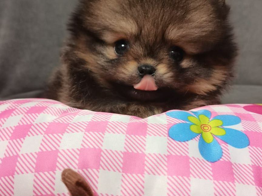 Померанский шпиц медвежьего типа