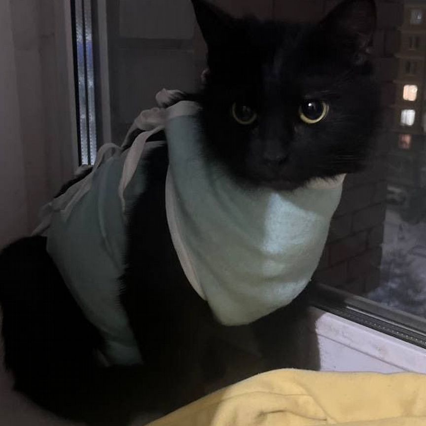 Кошечка 2 годика