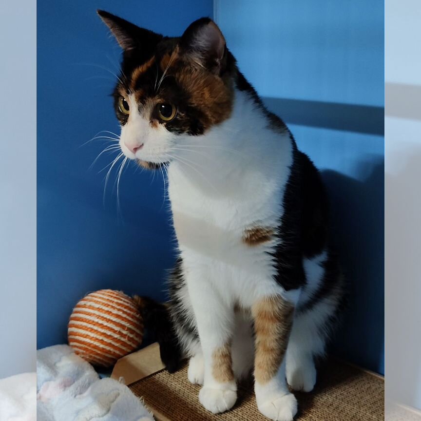 Трёхцветная красотка в добрые руки