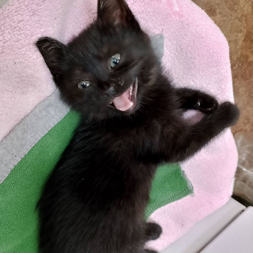 Котенок