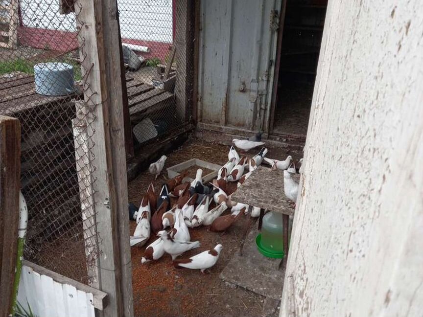Продам чистокровных голубей