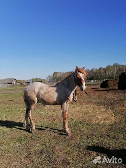 Жеребчик 1 год
