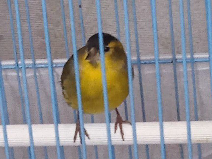 Чижик певчий отсижен