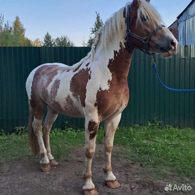 Жеребец 2021 гр