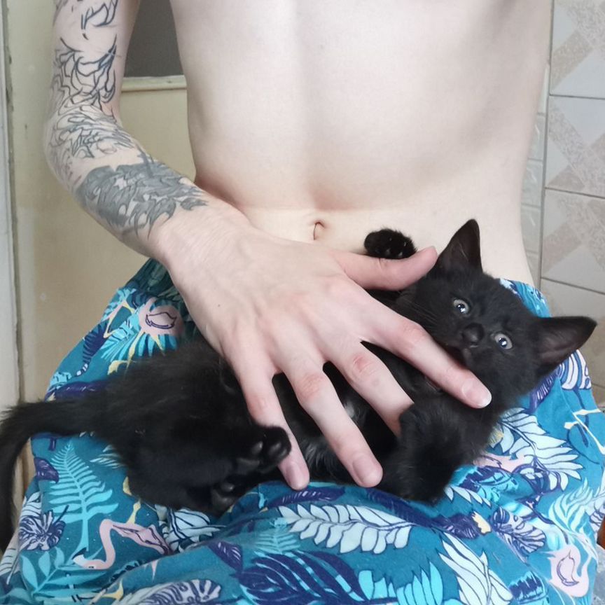Два чёрных котёнка (мальчики) в добрые руки