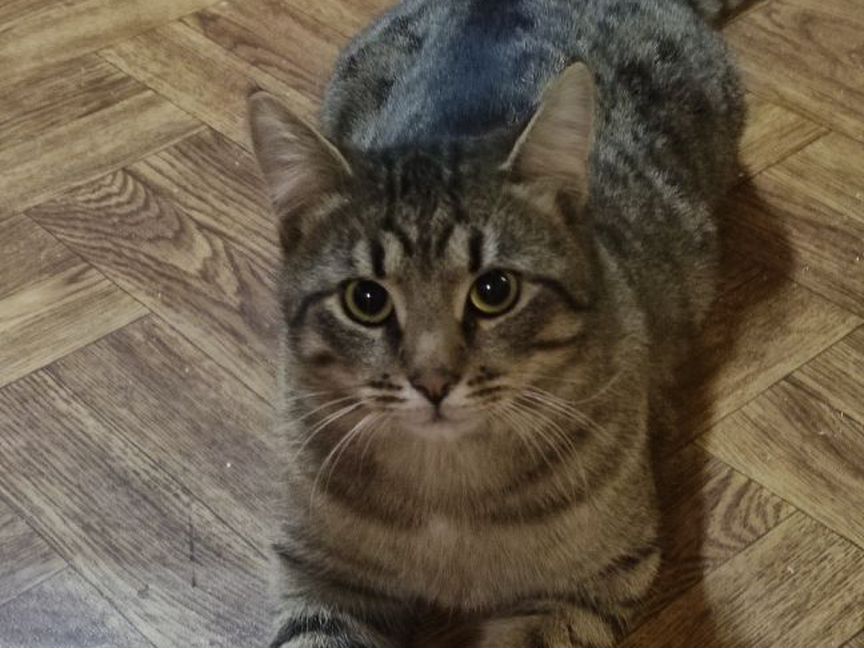 Котик-абармотик)