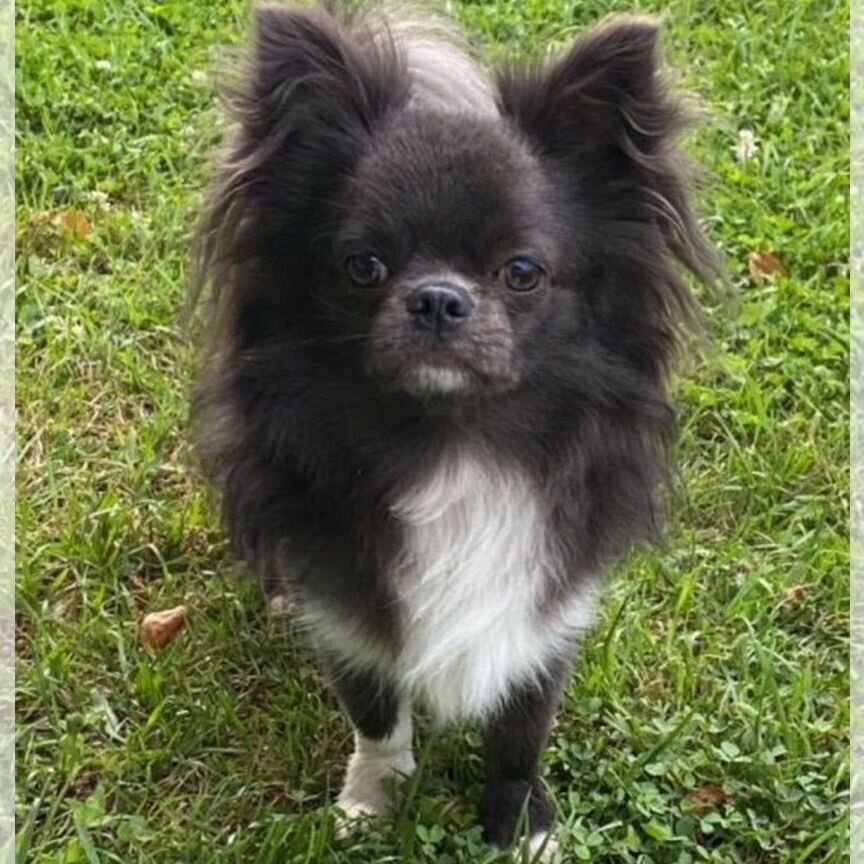 Чихуахуа, взрослый пёс