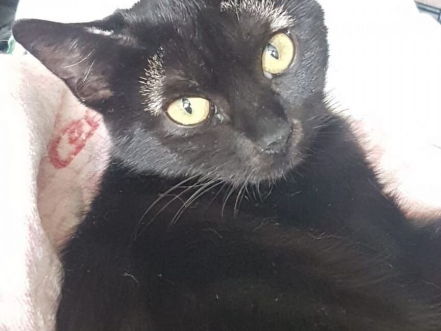 Кошечка в приюте 3.5 мес чёрная