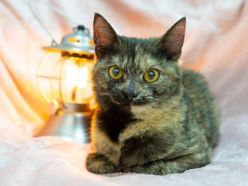 Кошки в добрые руки бесплатно