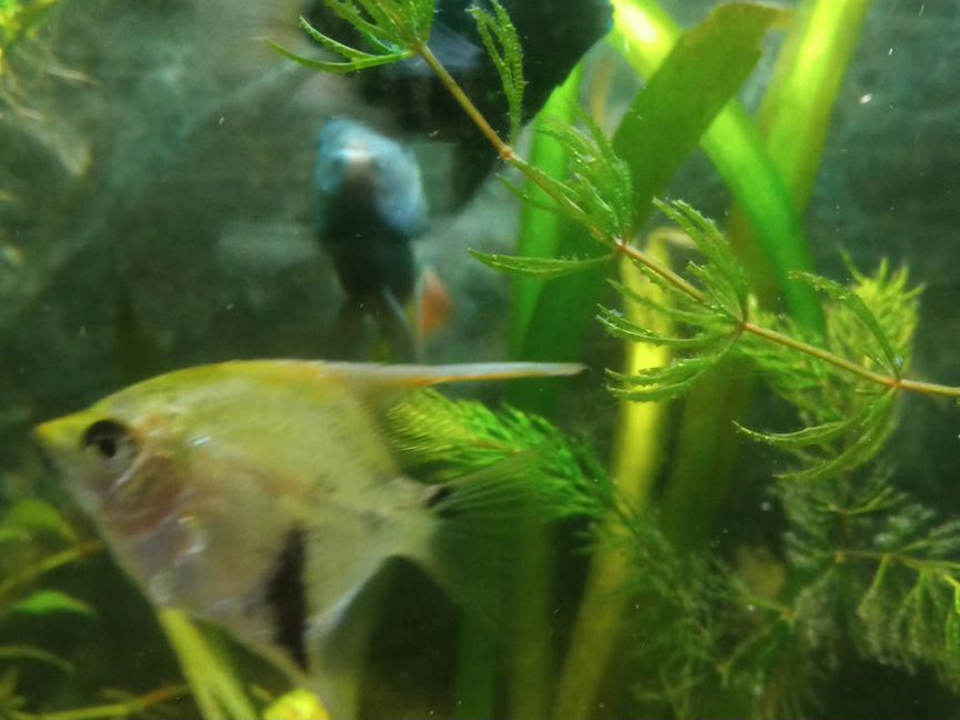 Скалярии пара