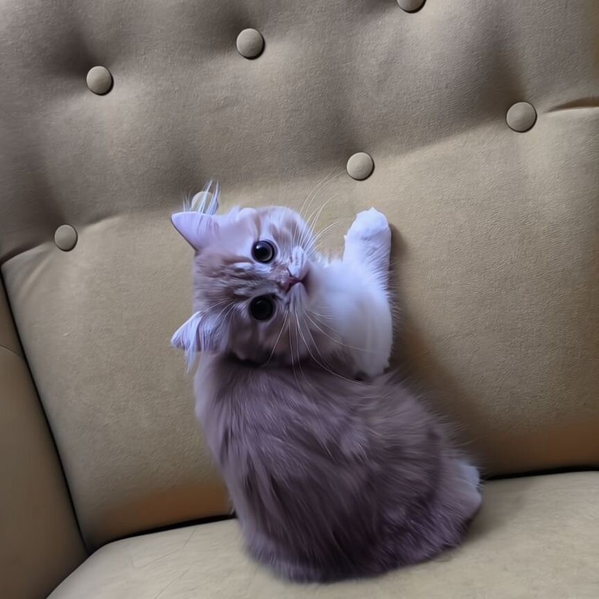 Шотландский прямоухий короткошёрстный котёнок