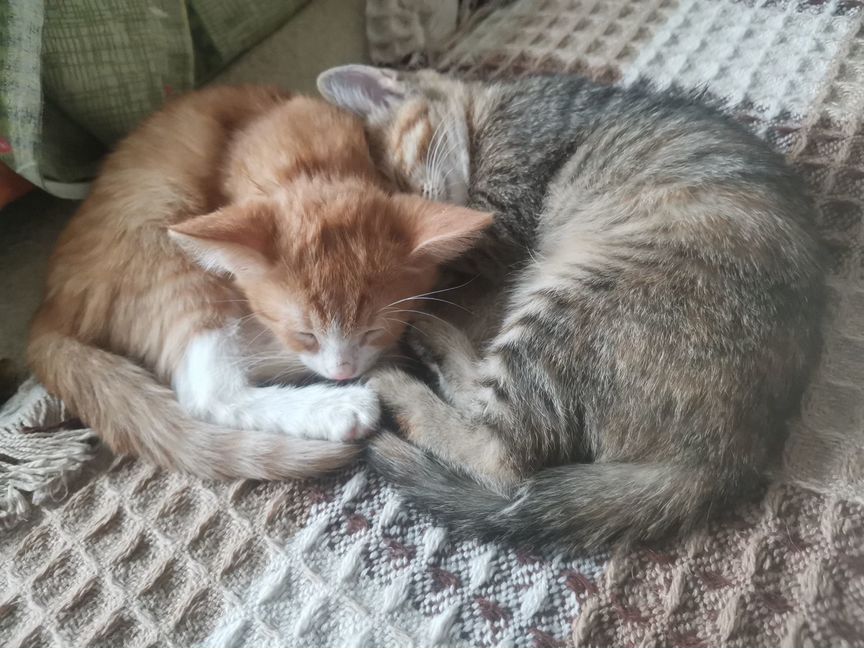 Котята в добрые руки бесплатно