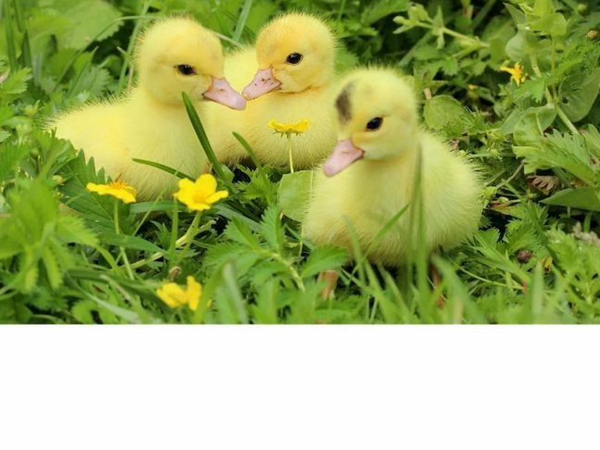 Утята индоутки