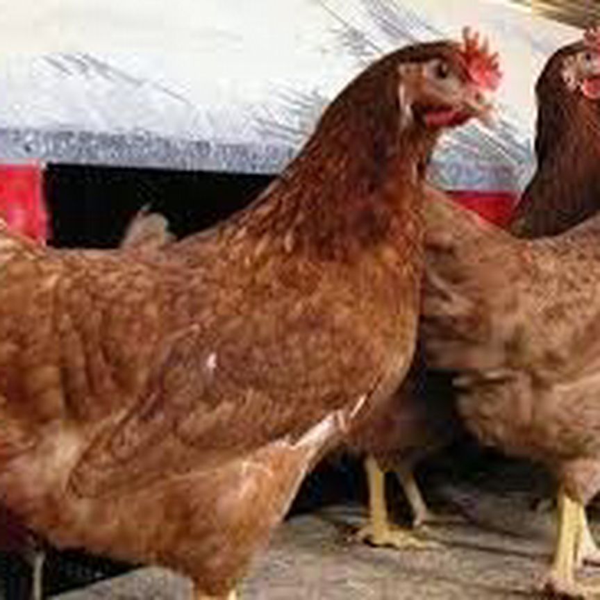 Куры несушки Ломан Браун