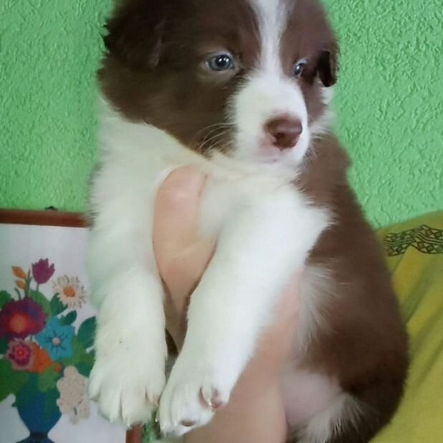 Бордер колли