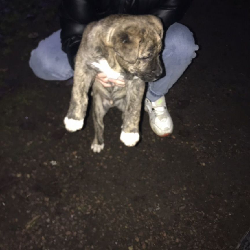 Щенок в добрые руки бесплатно