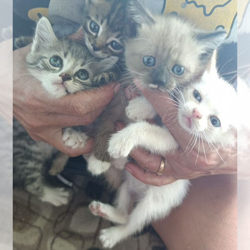 Котята в добрые руки