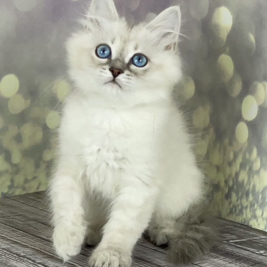 Невский маскарадный котик