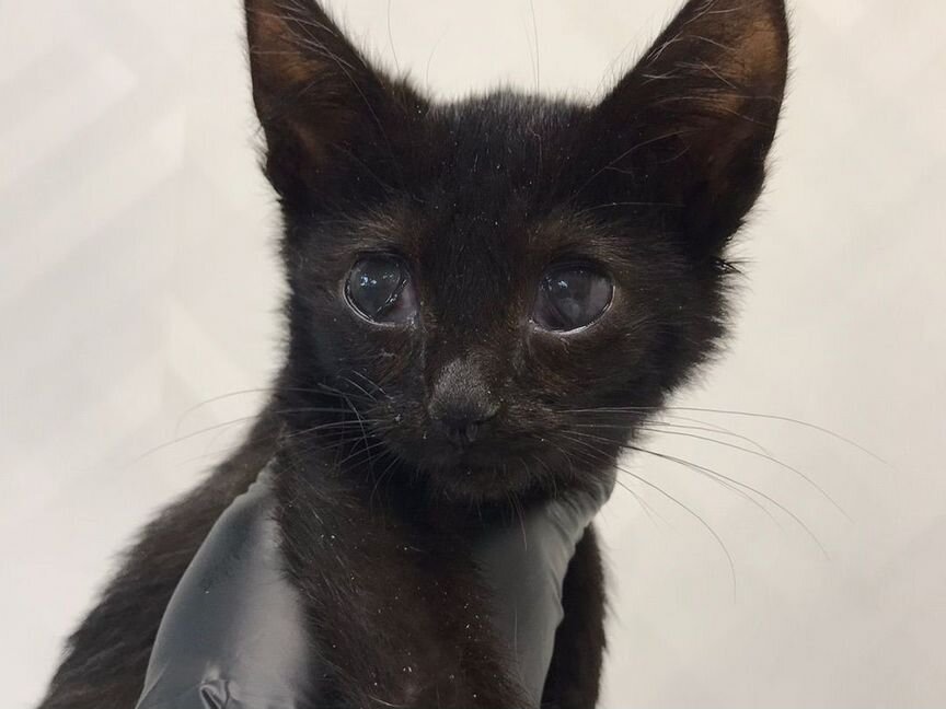 Котенок в дар