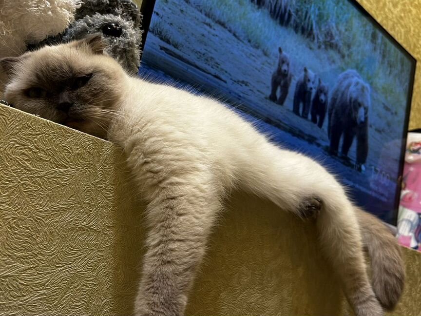В хорошие руки кошка