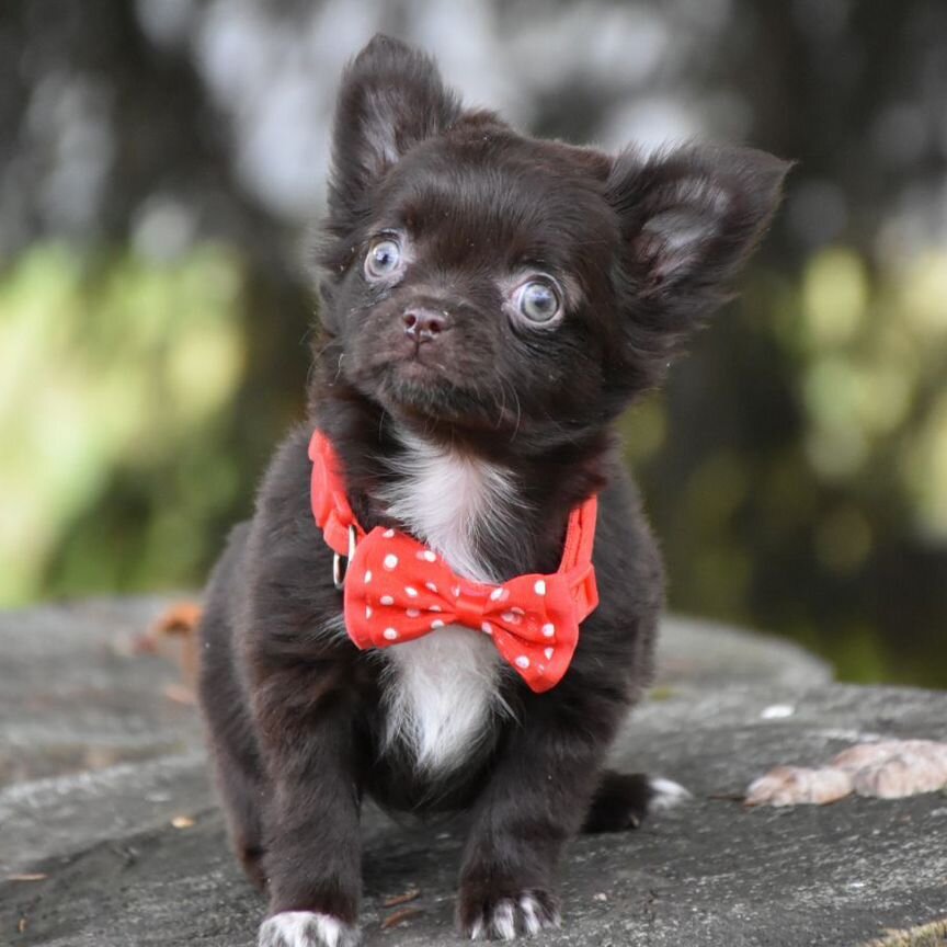 Чихуахуа, щенок