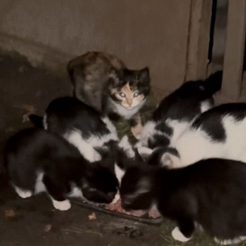 Котёнок в добрые руки