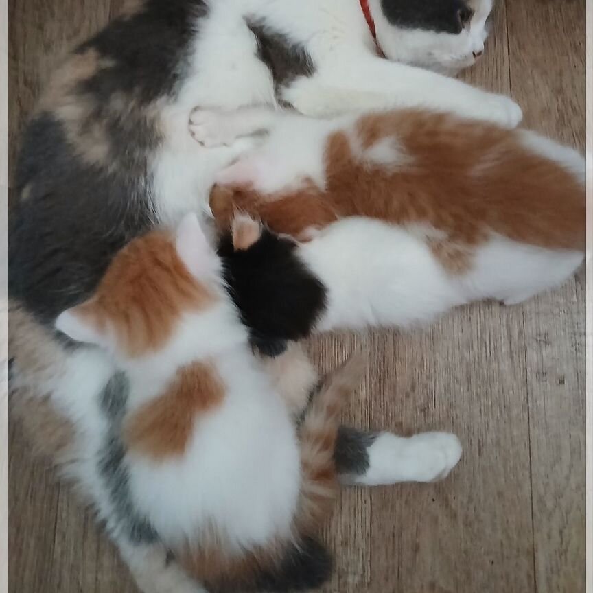 Котята в добрые руки