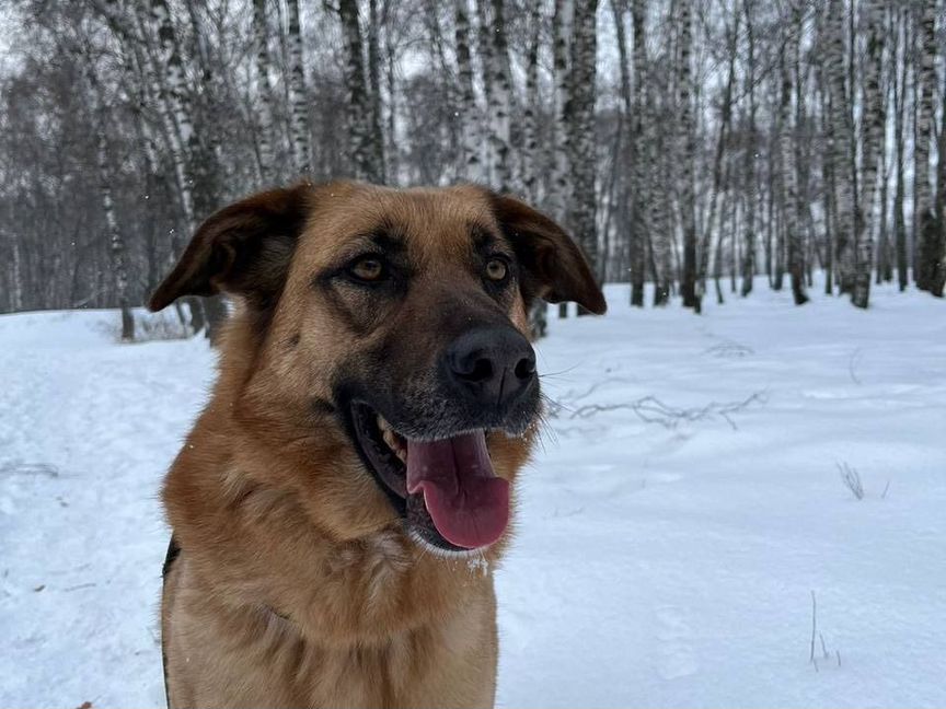 Собака в добрые руки