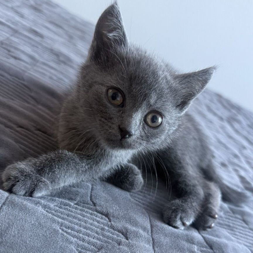 Британский короткошёрстный котёнок