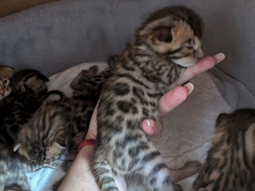 Бенгальская кошка
