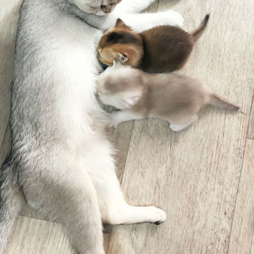 Шотландские чистокровные котята