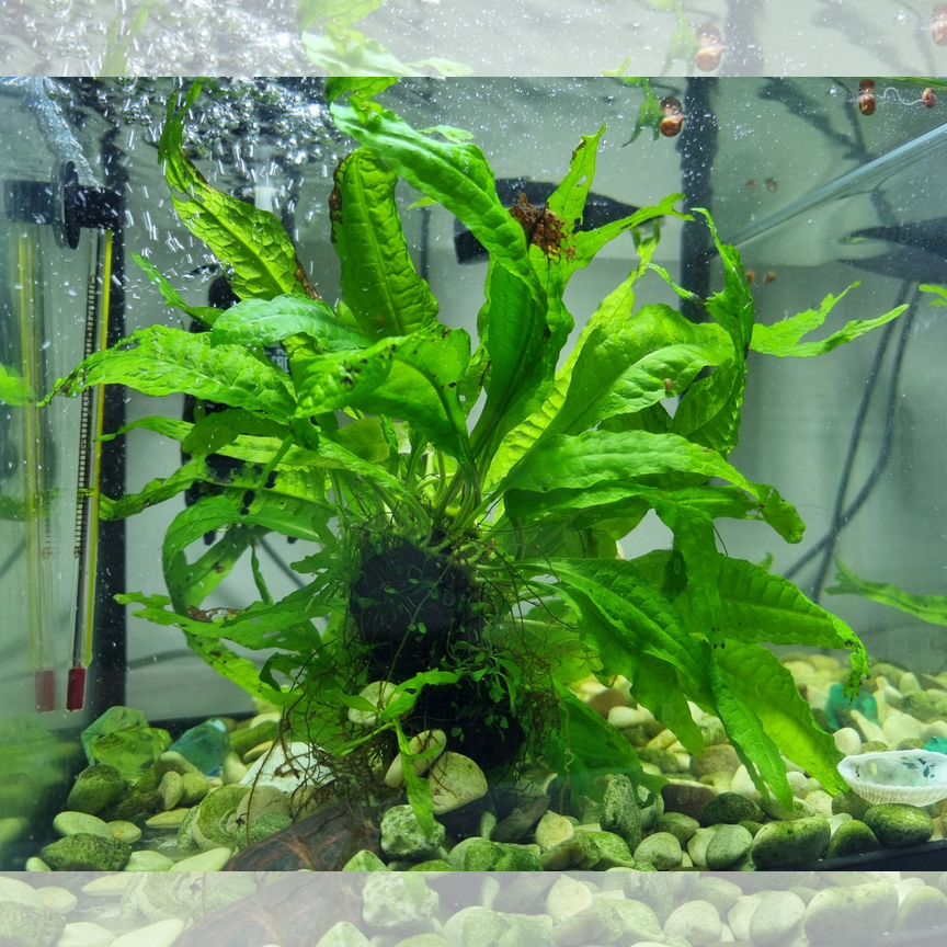 Папоротник тайландский