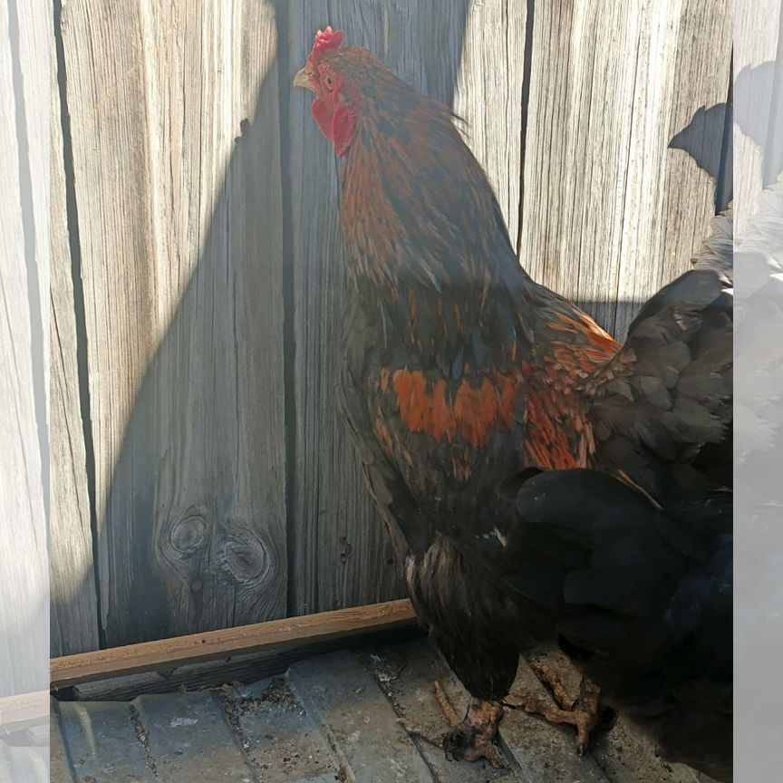 Куры петухи