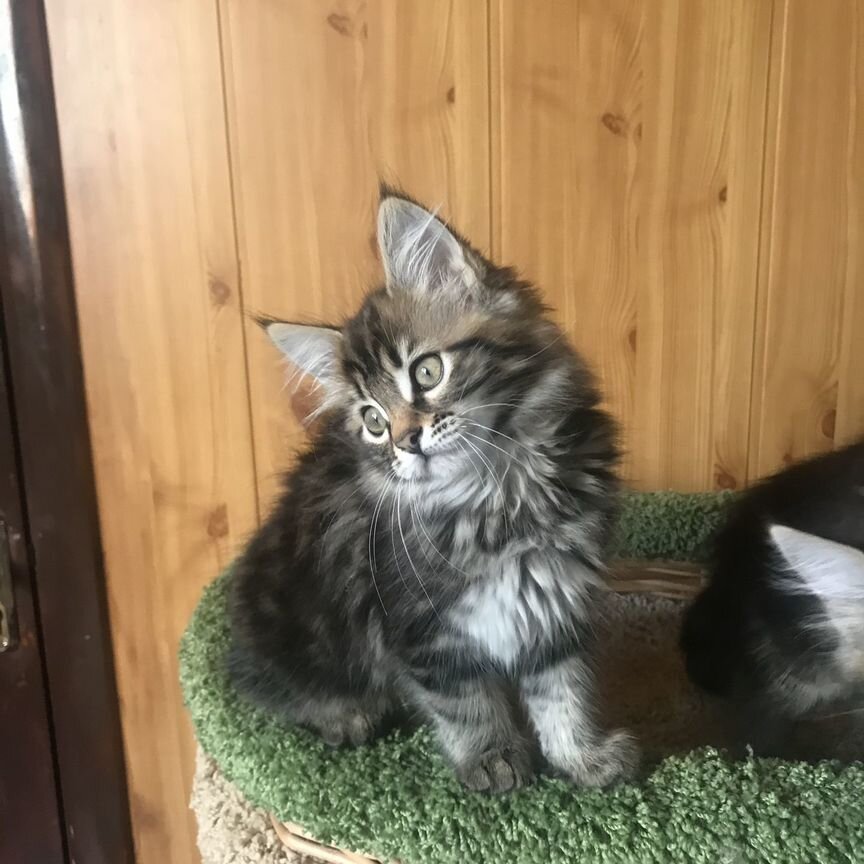 Настоящие котята Мейн Кун