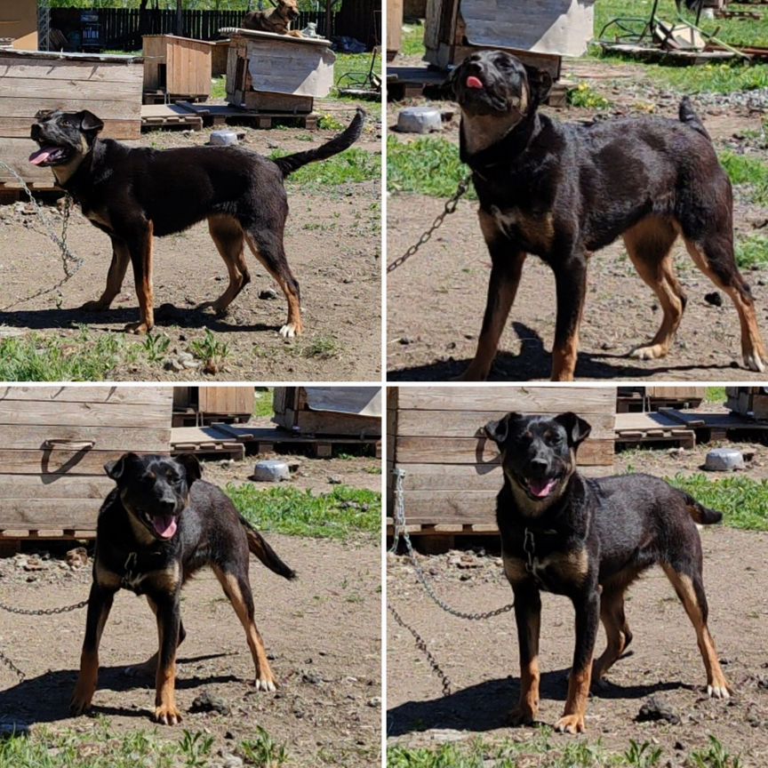 Собака в частный дом