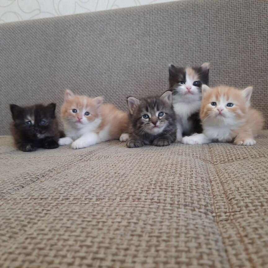Котята