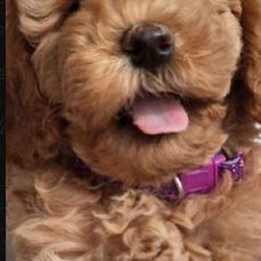 Продажа щенков породы той-пуделя