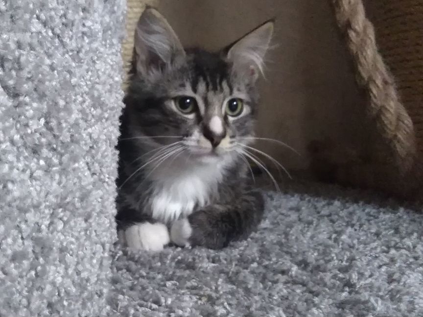 Котятки малышки дружные мальчики